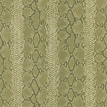 Python Beige Snakeskin | 405-49404